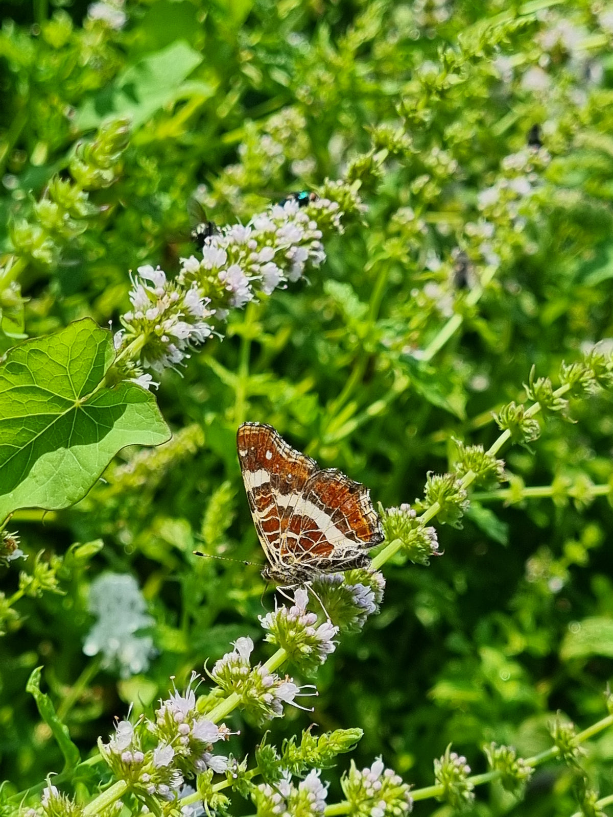 (on)kruid | (on)gewoon (h)eerlijk in thee